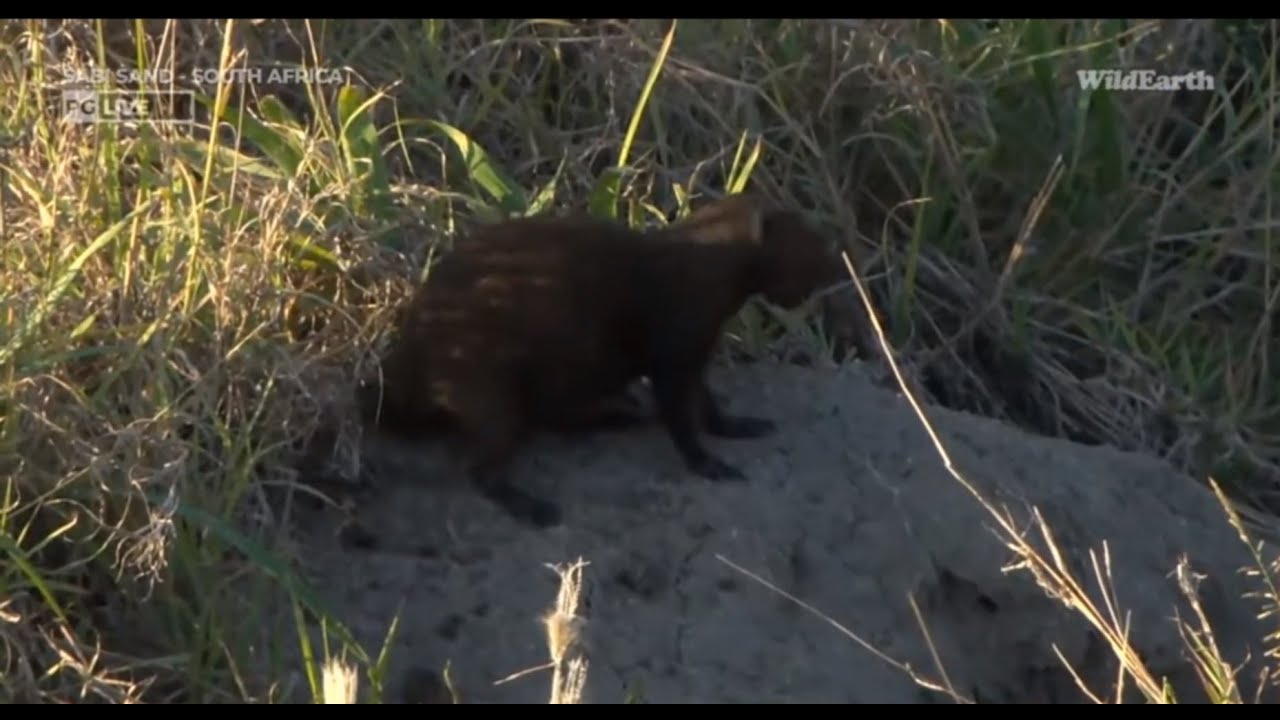 WildEarth - Christmas Sunset Safari, MONGOOSE - 16 Dec 2022 - YouTube