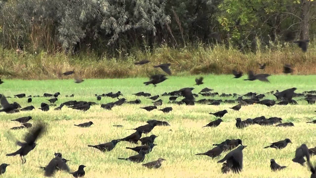 Fall Migration - YouTube