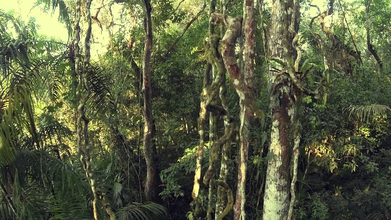 Medir los bosques tropicales de Panamá - YouTube