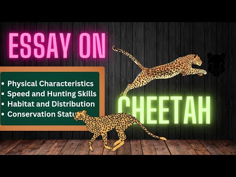 ESSAY on cheetah 🐆🐆 ||||| full information ℹ️ℹ️ ||||all type essay on ...