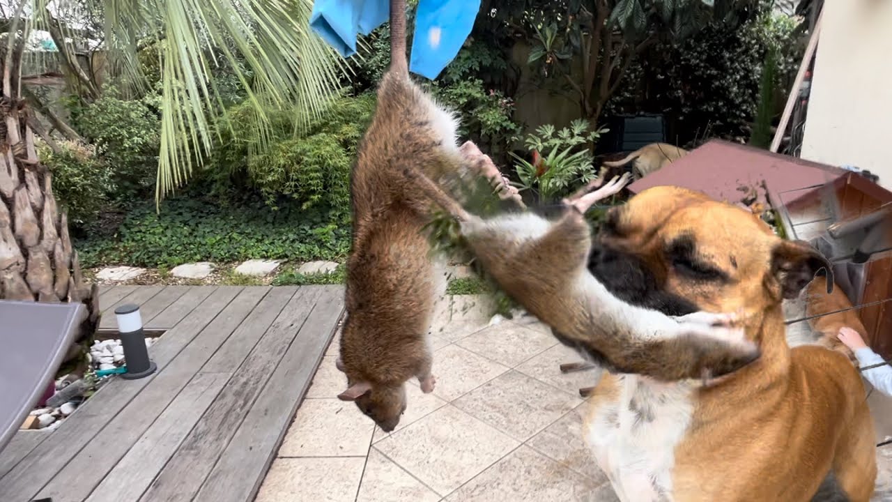 Le RAT 🐀 et mon COMPOST ! Mon staffie détruit un rat brun en direct ...