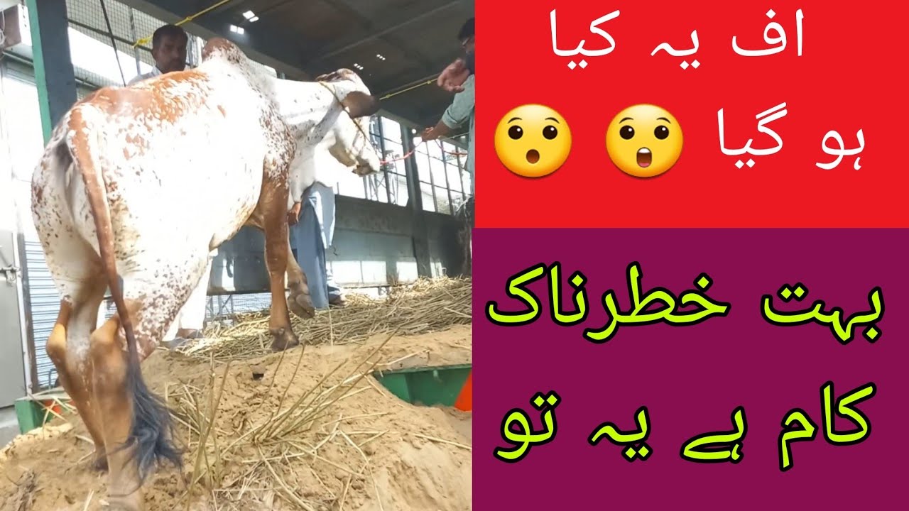 On the way to karachi _ biggest Qurbani bull karachi _ beautiful bull ...