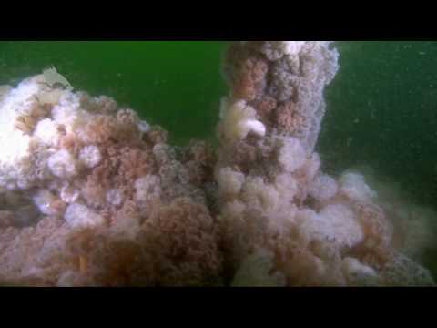 A dive on the wreck of the Breton Castle