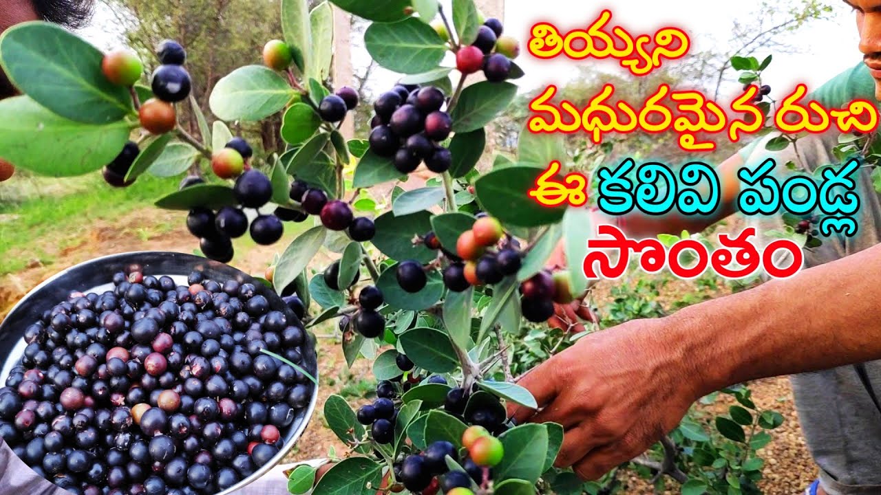 Kalivi pandlu కలివిపండ్లు మీలో ఎంత మందికి తెలుసు.? Kalivi pandlu ...