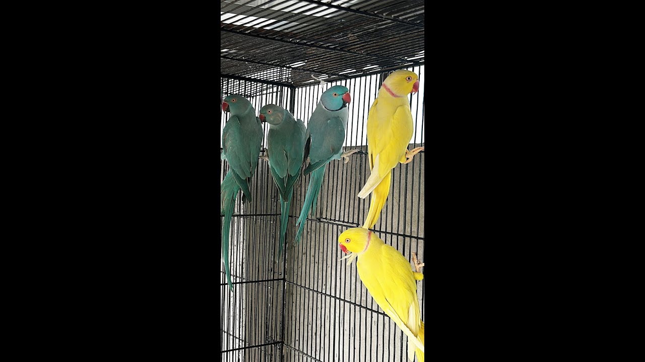 Indian Rose Parakeet || Bird's Canvas - YouTube