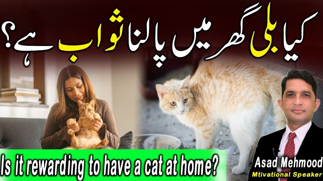 ٓWhy Stray Cats Visits Your House ? The Hidden Spiritual Messages ...