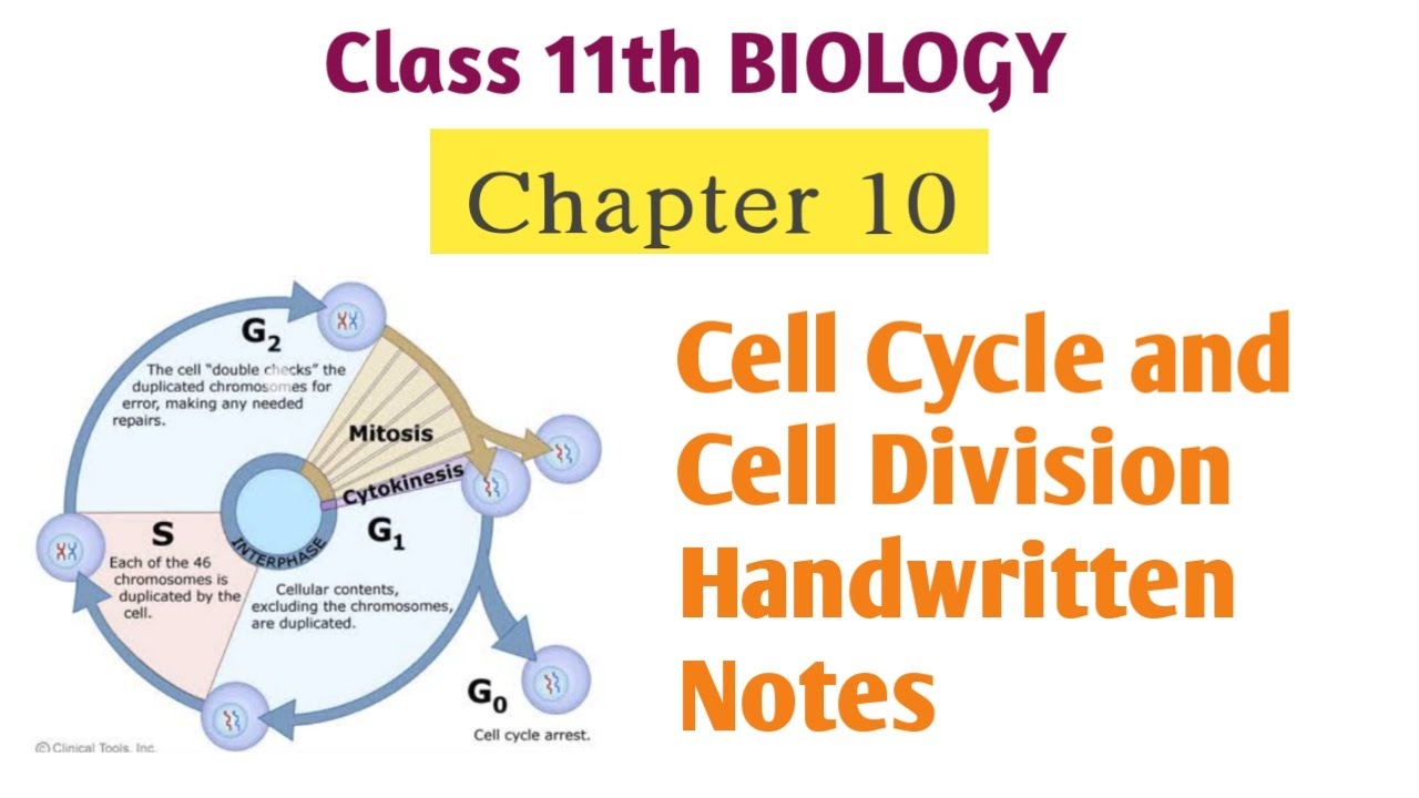 Cell Cycle and Cell Division Handwritten notes||Class 11||BIOLOGY ...