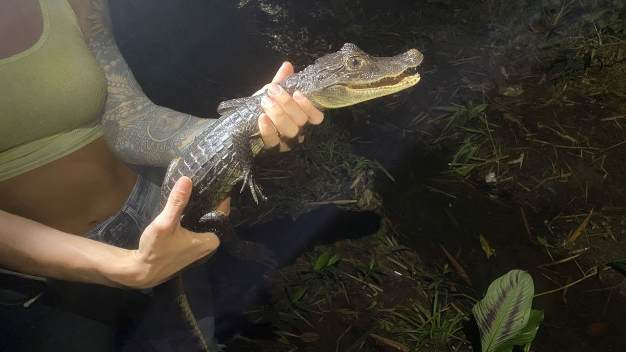 Catching Caiman in Panama! - YouTube