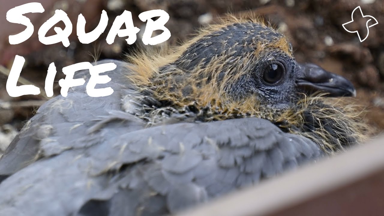 The life and times of squabs (aka baby pigeons) - YouTube