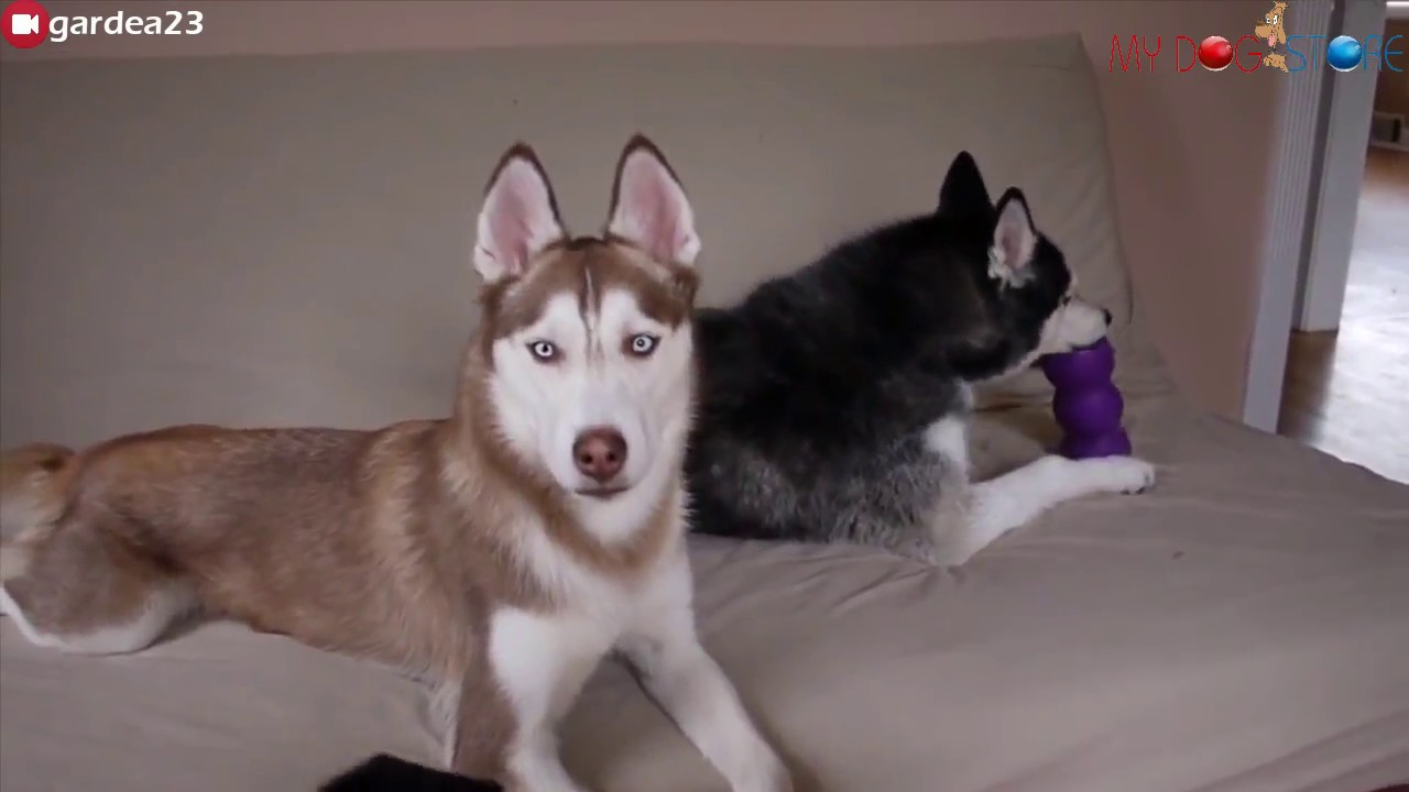 2 Huskies Arguing Over a Chew Toy - YouTube