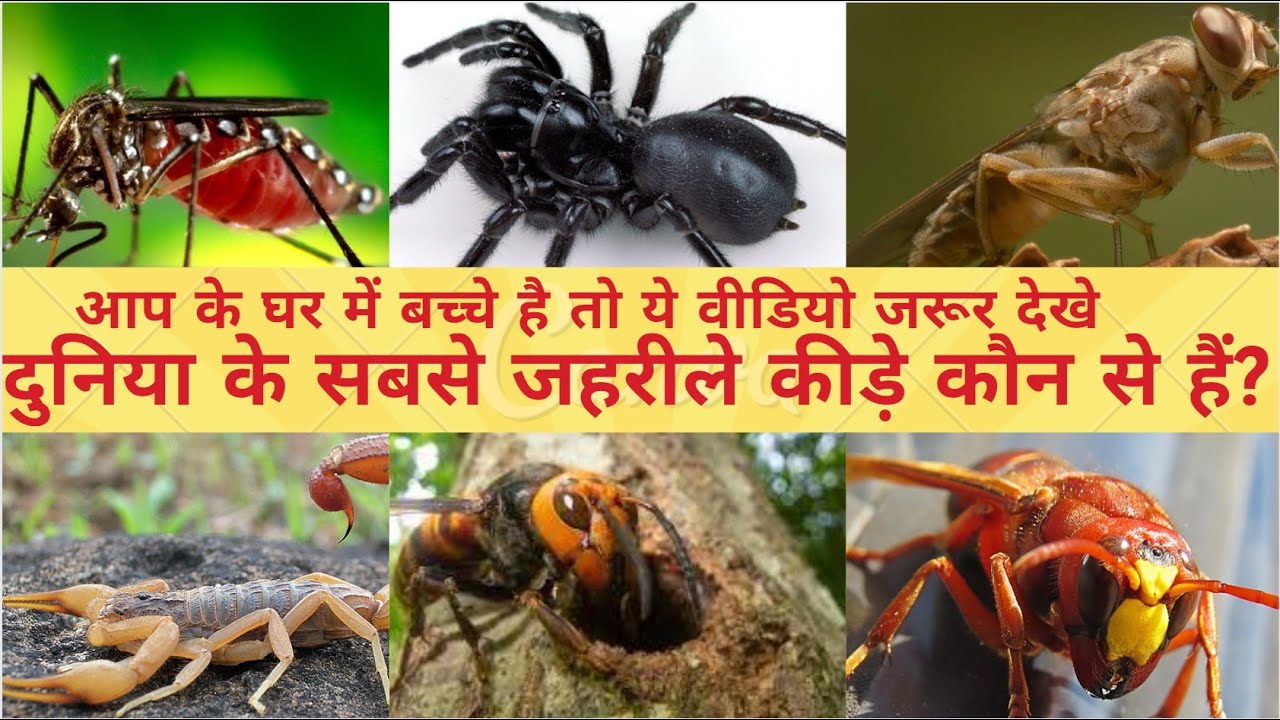 Which are the most poisonous insects in the world? - YouTube