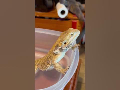 Bath time for beardie - YouTube