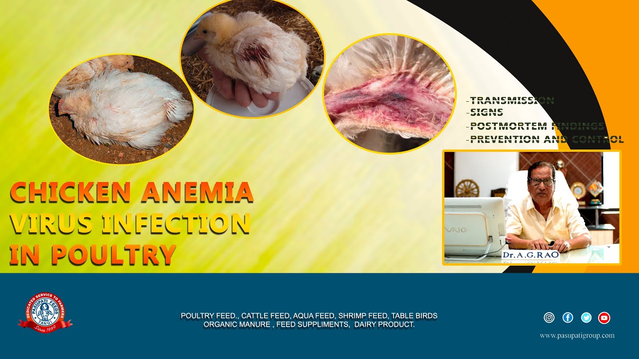 CHICKEN ANEMIA VIRUS INFECTION IN POULTRY - YouTube