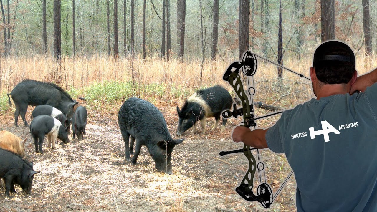 Bow Hunting Wild Pigs From the Ground (Two Pigs Down!!) - YouTube