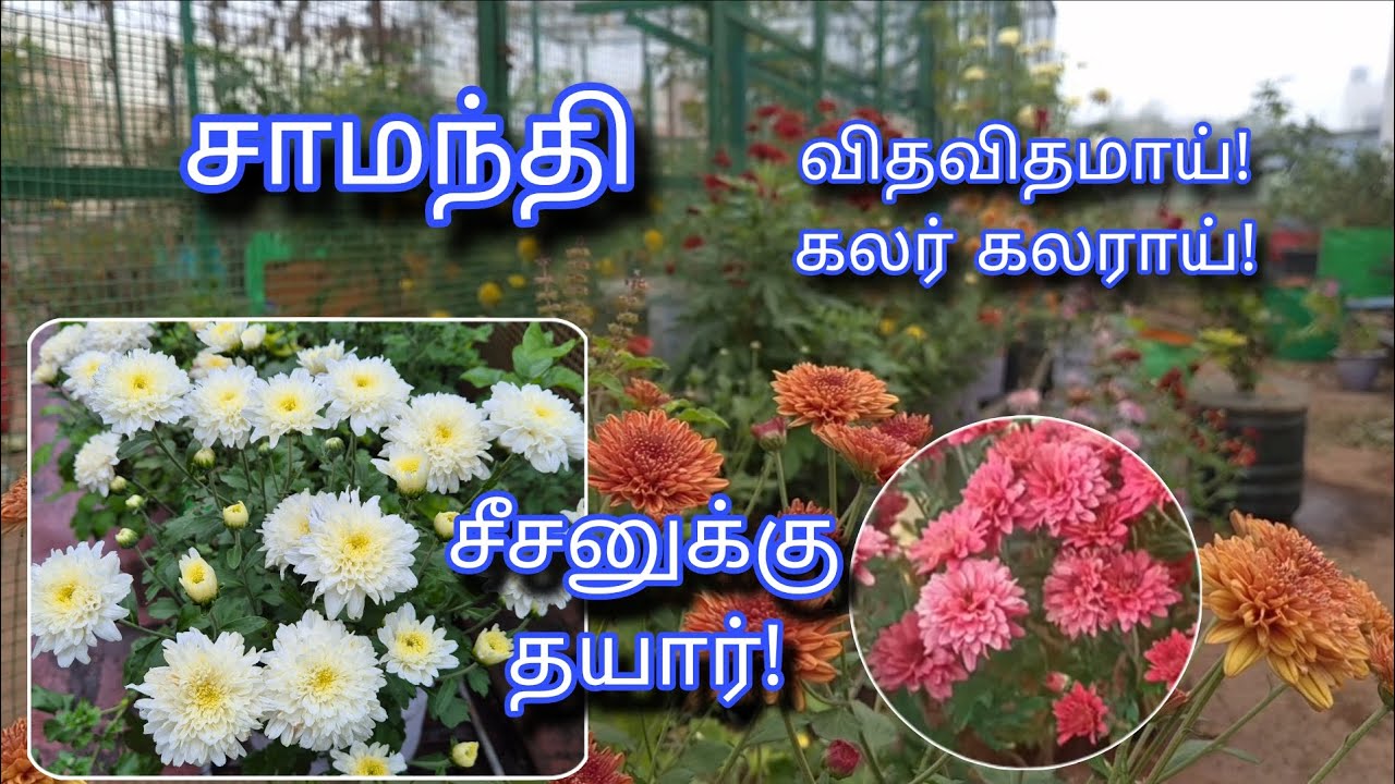 6 Colours Chrysanthemum Flowers 💐 | ஆறு வகை சாமந்தி பூக்கள் | Samanthi ...