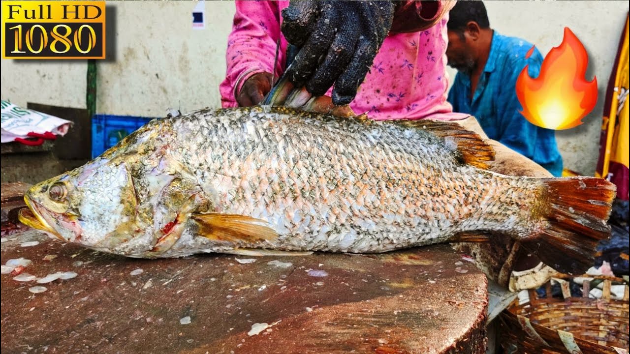 SPEED CUTTING KASIMEDU 💥| BARRAMUNDI FISH CUTTING🐟 | FISH CUTTING SKILL ...
