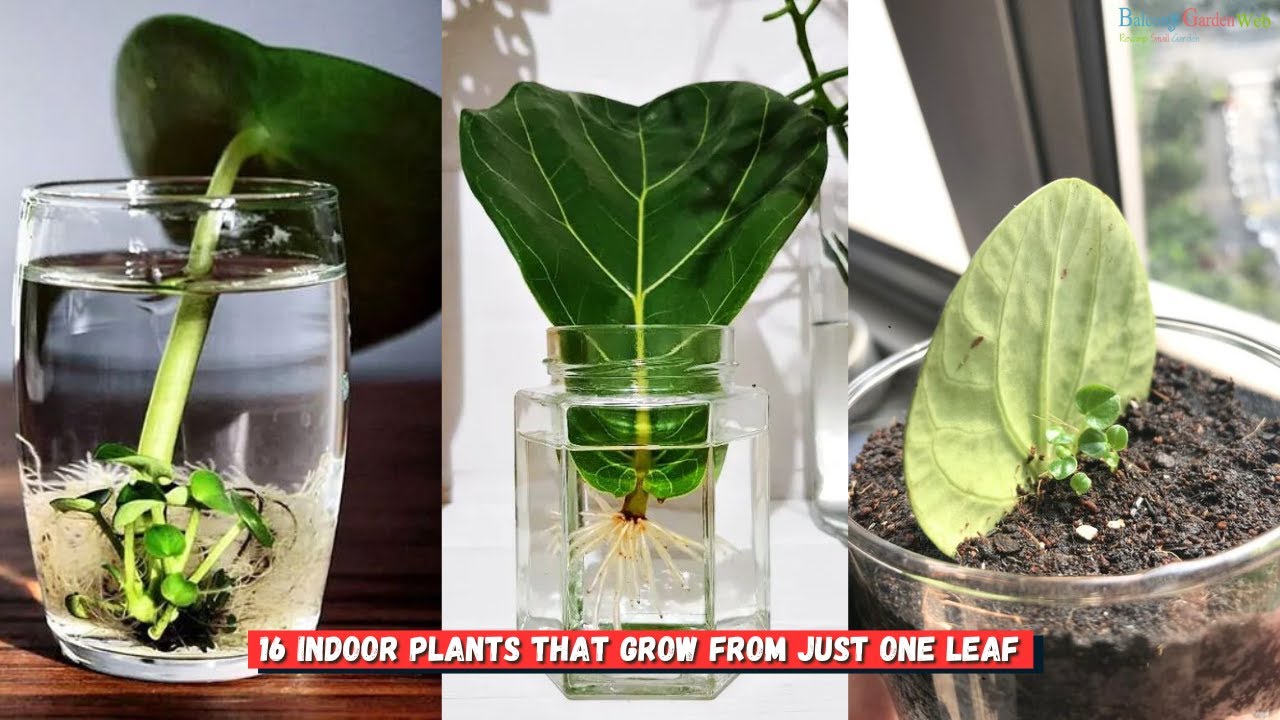 16 Indoor Plants that Grow From Just One Leaf - YouTube