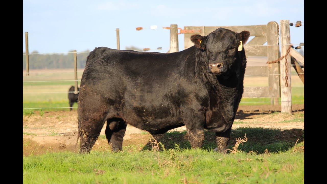 GENPRO - COLÓN Angus Negro - YouTube