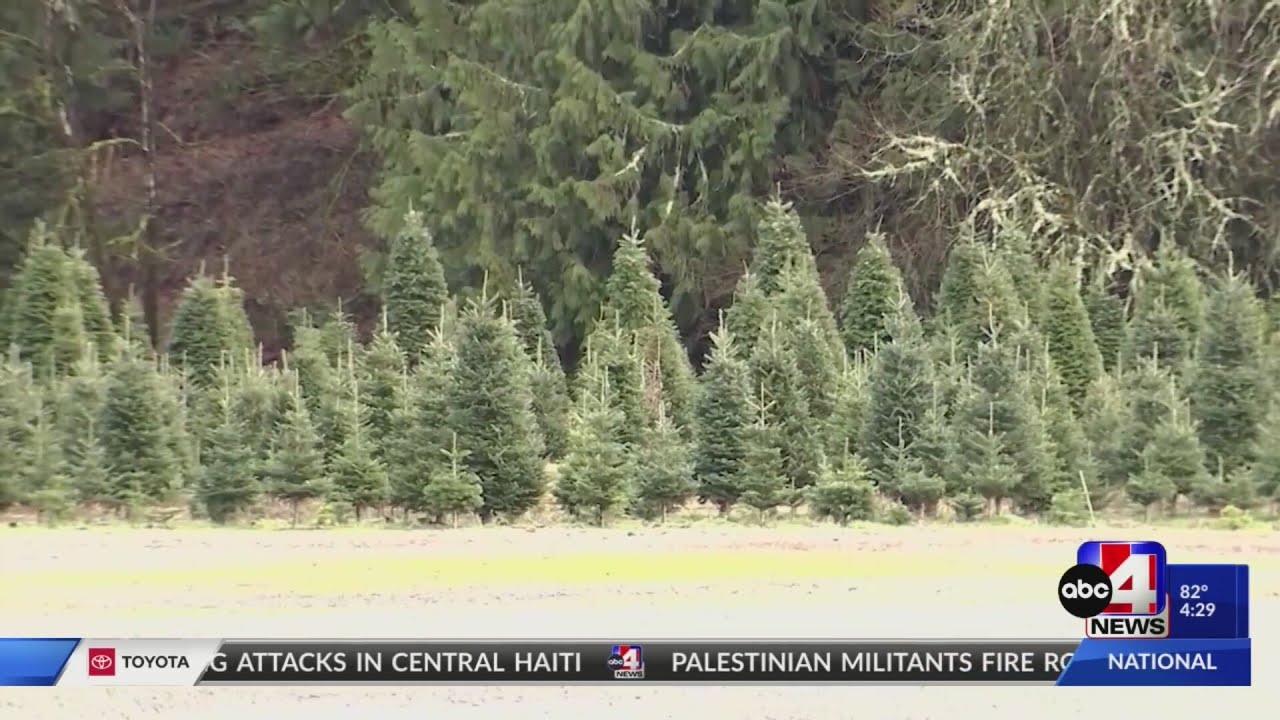 Utah Christmas tree permits are starting to become available - YouTube