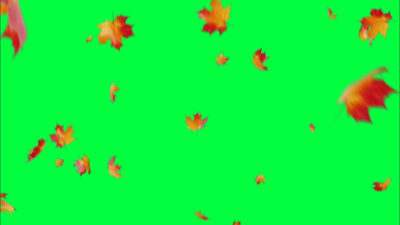 Leaves green screen video | Green screen falling leaves | Leaves ...