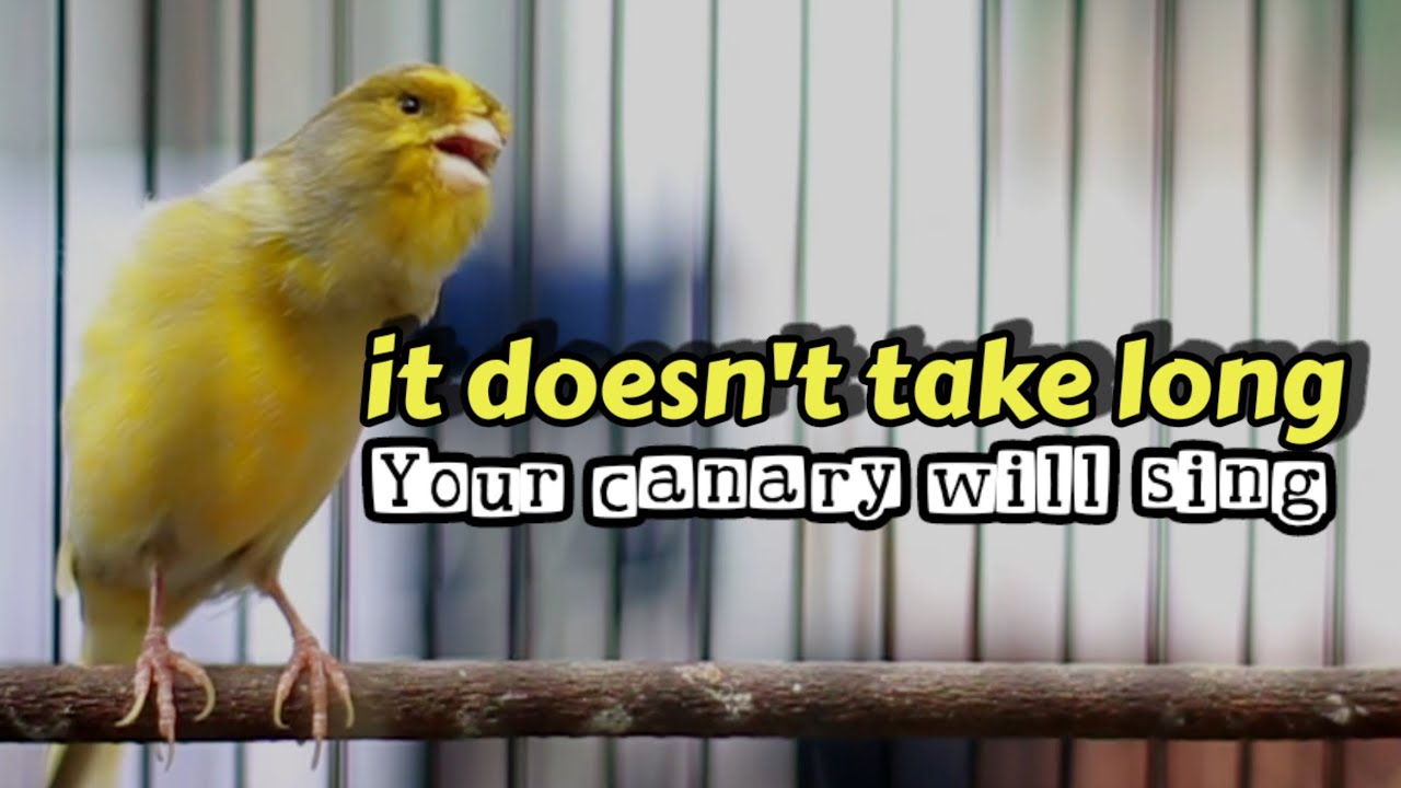 Proven to be potent, this canary is for training your canary to sing ...
