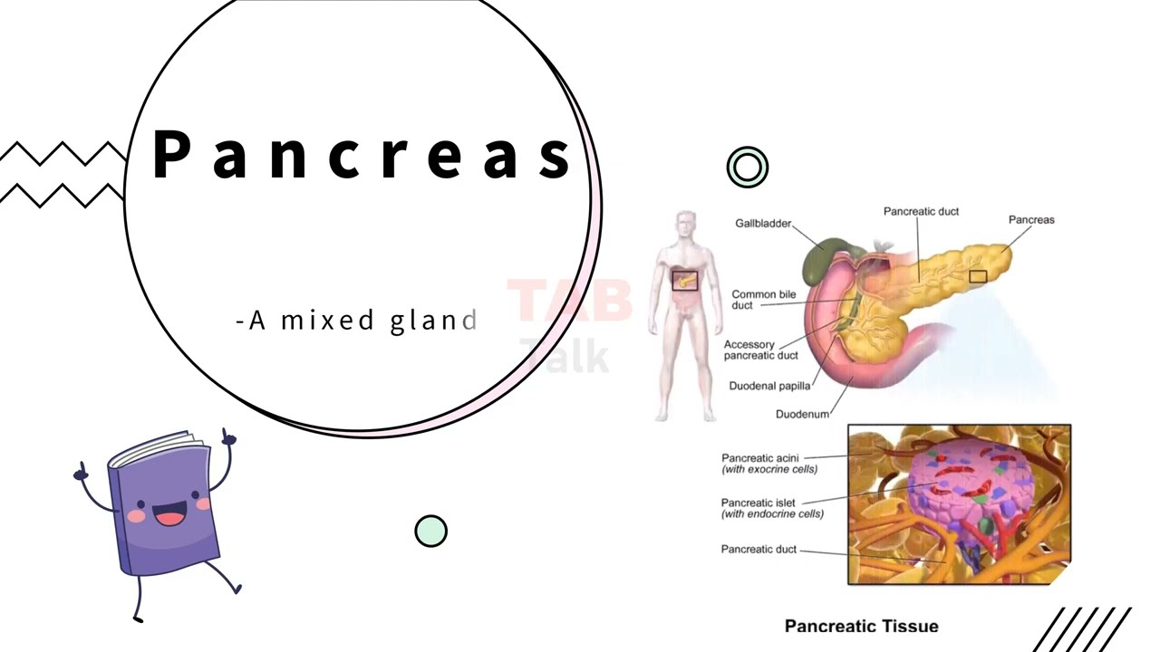 Pancreas- A mixed gland | #TAB_MED | #TheAlphaBioMED - YouTube
