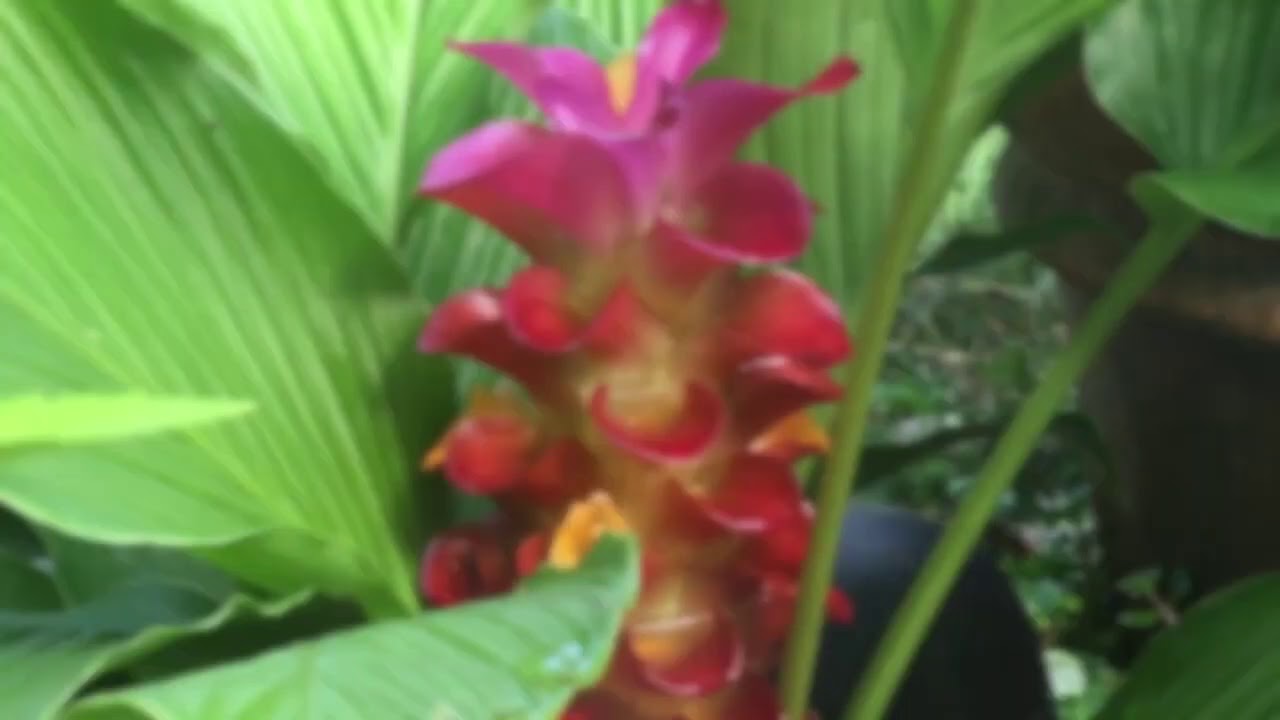 Curcuma Banai Red Tropical Looking Flower in our Crinum Fields - YouTube