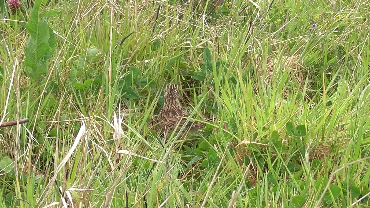 skylark bird nest eggs and habitat. , perfection hidden nest - YouTube