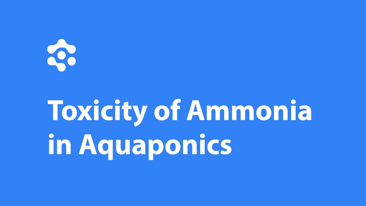 Visualizing the Toxicity of Ammonia in your Aquaponics System - YouTube