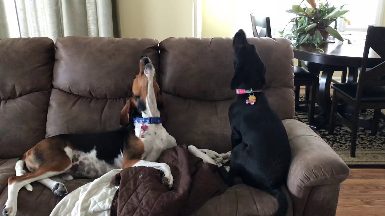 Lab puppy makes Treeing Walker howl - YouTube