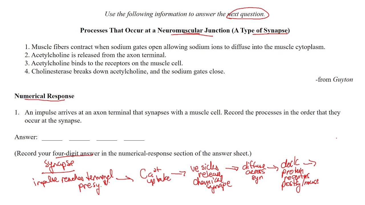 Synapse Biology 30 Diploma Practice Question - YouTube