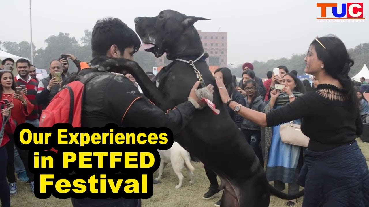 Our Experiences in PetFed Festival : Pet Shows : TUC - YouTube
