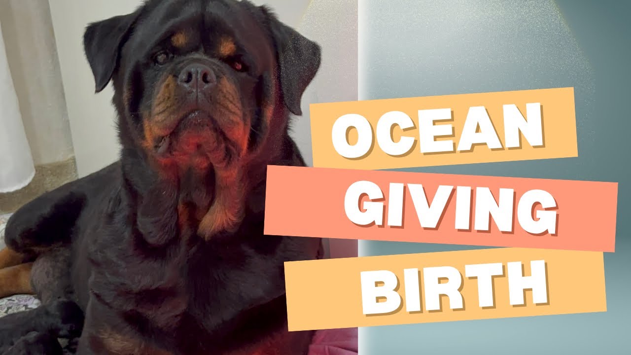 Ocean Giving Birth | Blog #1 - YouTube