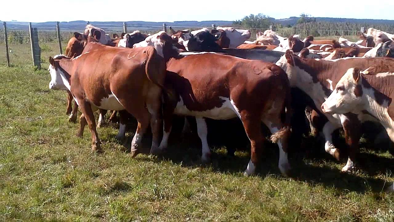 Vacas de invernada (2) - YouTube