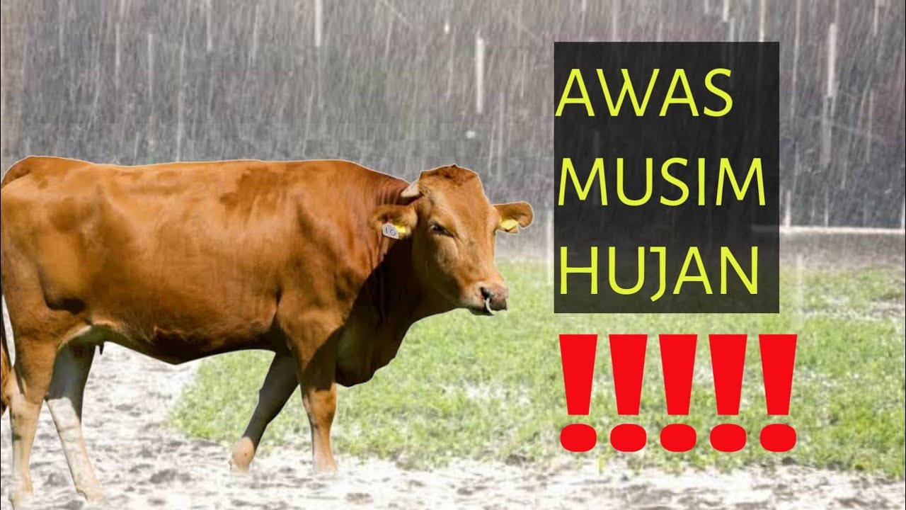EFEK MUSIM HUJAN PADA SAPI #musimhujan #sapidemam #diare #kembung - YouTube