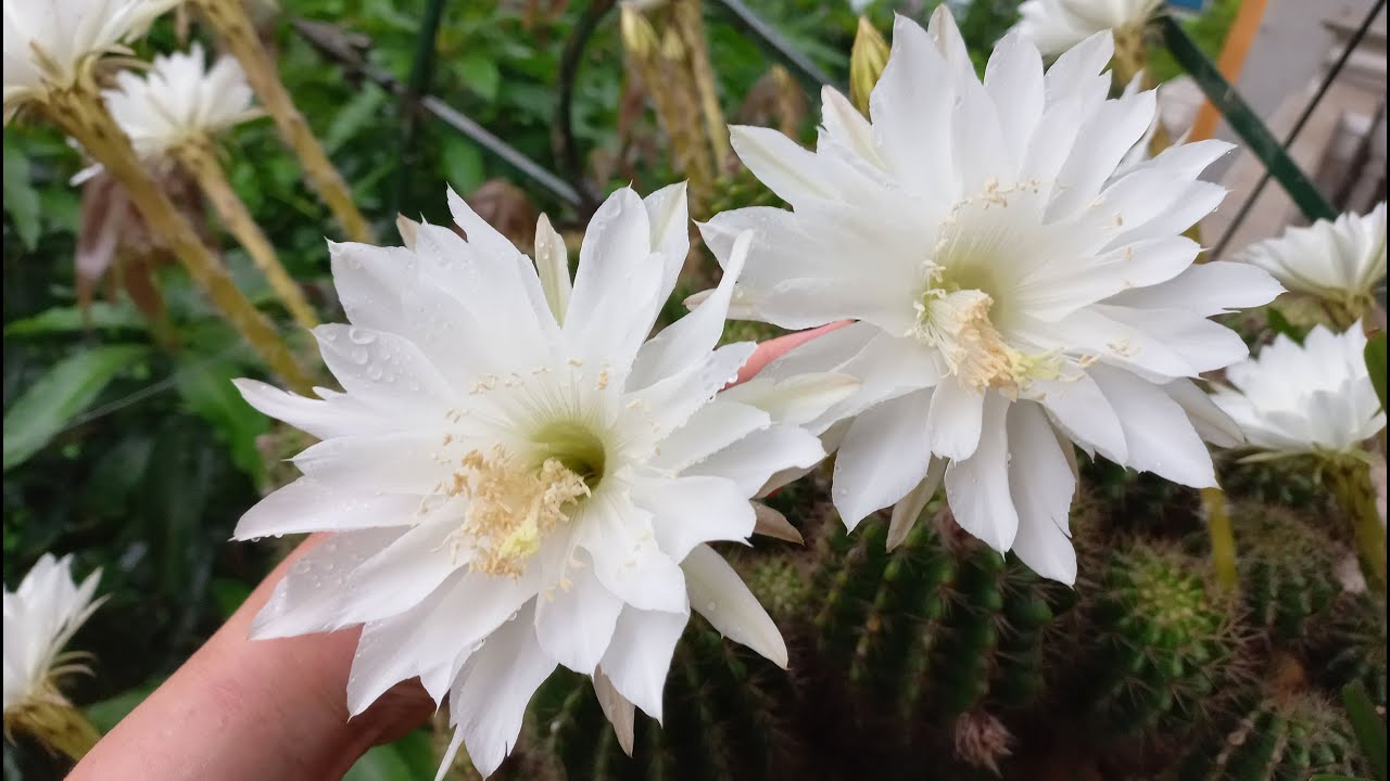 Planting cactus | How to propagate cactus easy and fast ( cactus pups ...