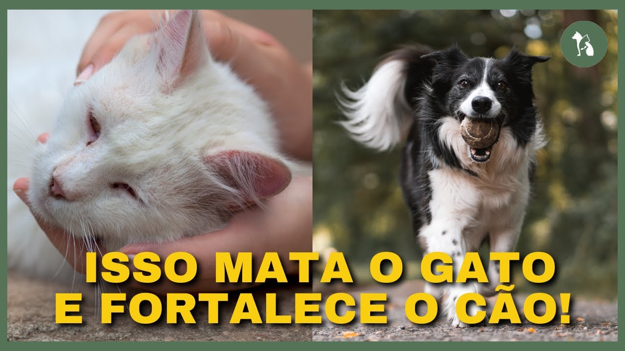O BENEFÍCIO FANTÁSTICO E MILENAR Dessa Prática Alimentar para o Cão e O ...