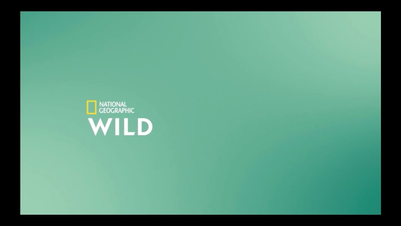 National Geographic Wild | bumper 2023 - YouTube