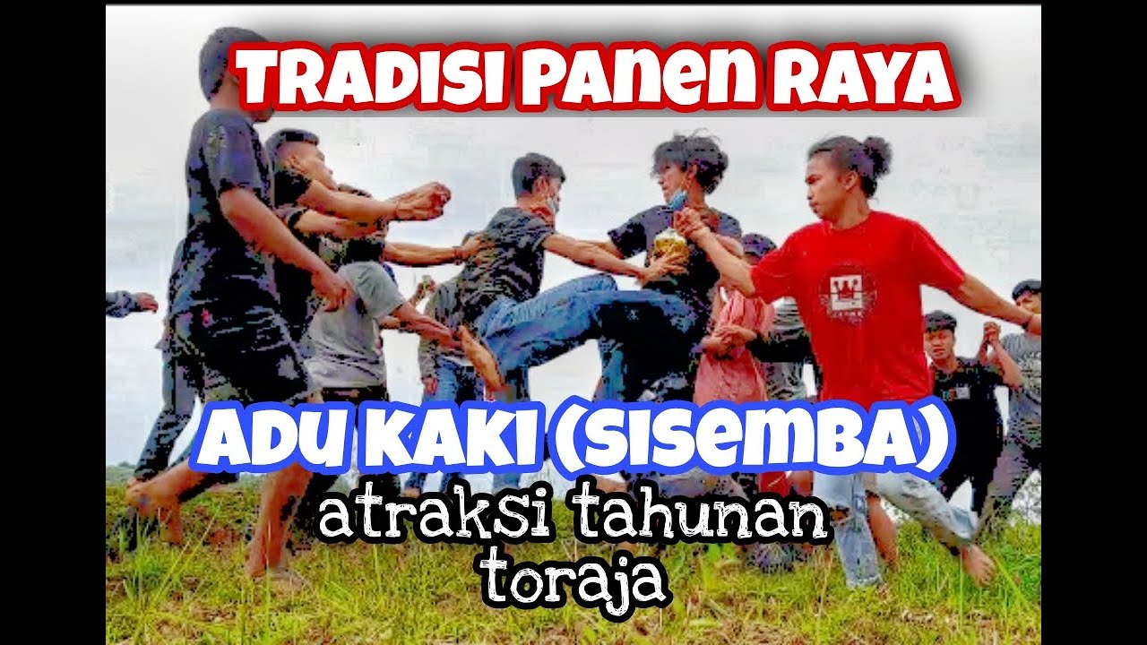 TRADISI UNIK !! sisemba atraksi tahunan di Toraja - YouTube