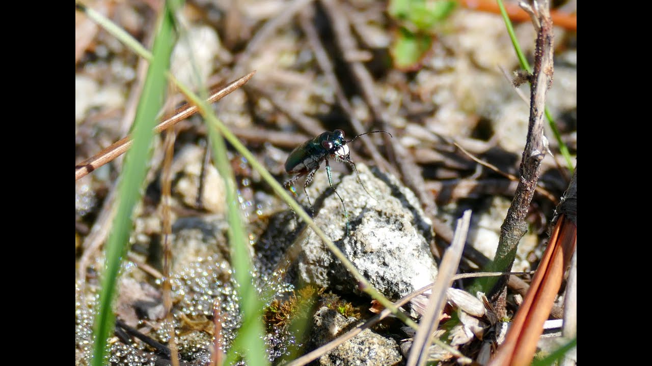Miami Tiger Beetle (Cicindela floridana) - YouTube