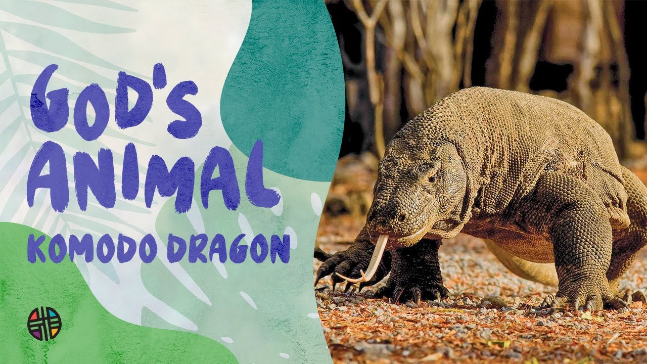 God's Animal - Komodo Dragon | Preschool - YouTube