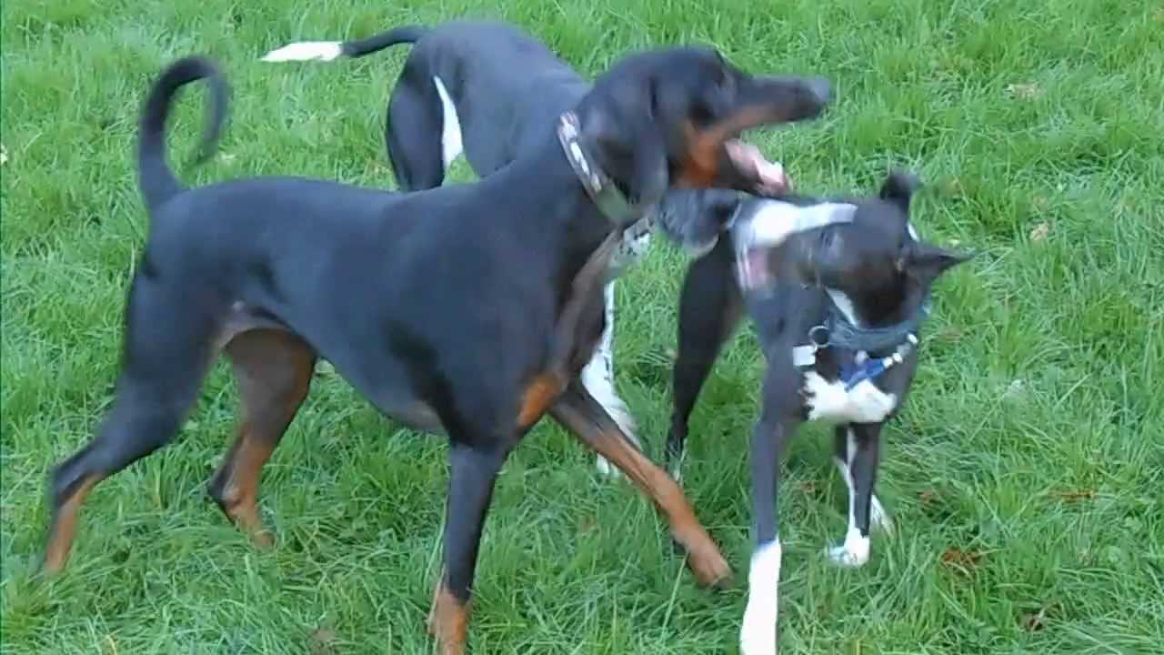 WHIPPET BEATS DOBERMAN AND POINTER - YouTube