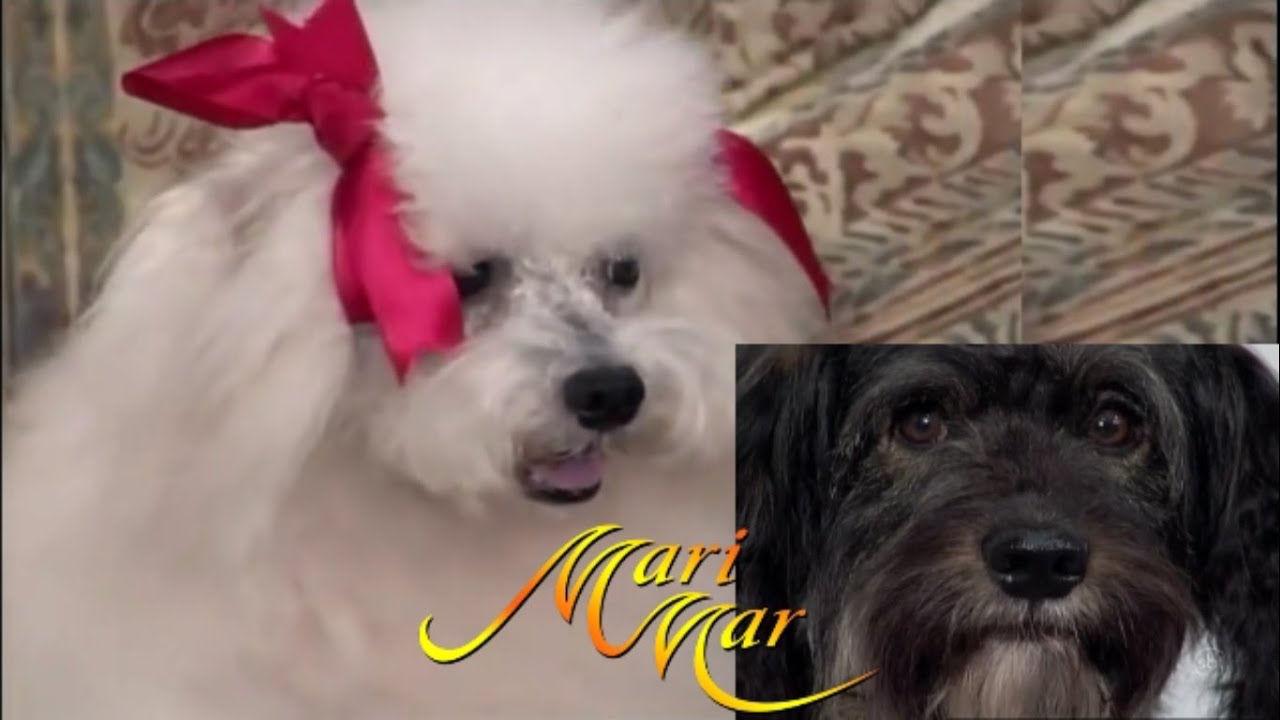 ¡Fifi hace un plan contra Pulgoso! | Marimar - Televisa - YouTube