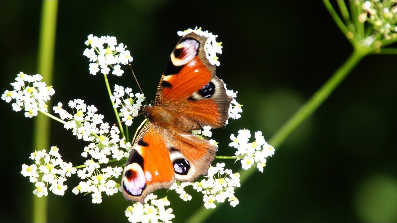 Beauty butterflies Sony NEX-VG 10 camera - YouTube