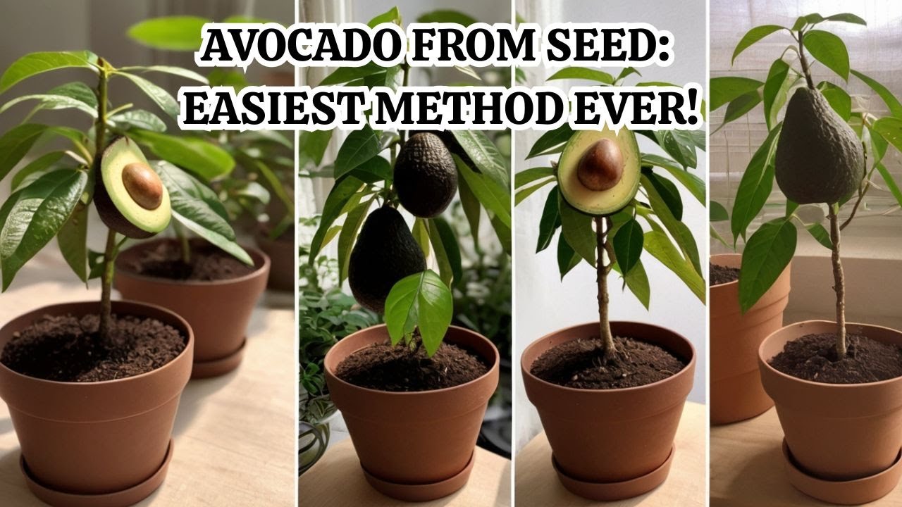 Grow Avocado Easy - YouTube