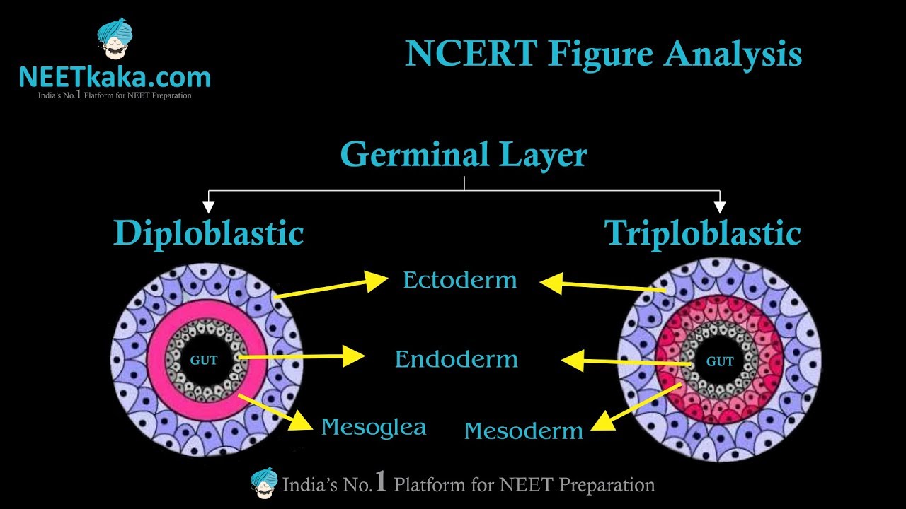 Germinal Layer समझना हुआ Easy - YouTube