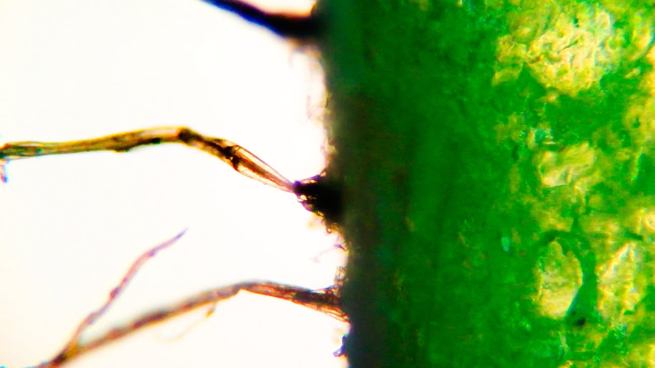 Kiwi UNDER THE MICROSCOPE Hairy Kiwifruit - YouTube