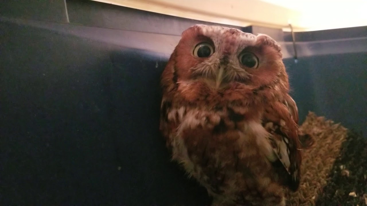 Screech owl broken wing. 11032018 - YouTube
