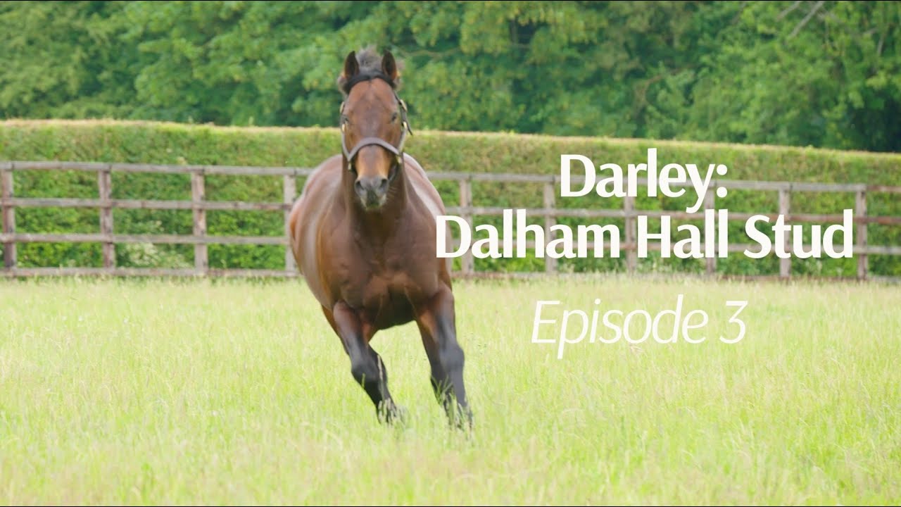 Be A Part Of It: Breeding In Britain Episode 3 - Darley's Dalham Hall ...
