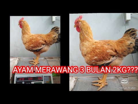 3 BULAN TEMBUS 2KG || REVIEW AYAM MERAWANG UMUR 3 BULAN - YouTube